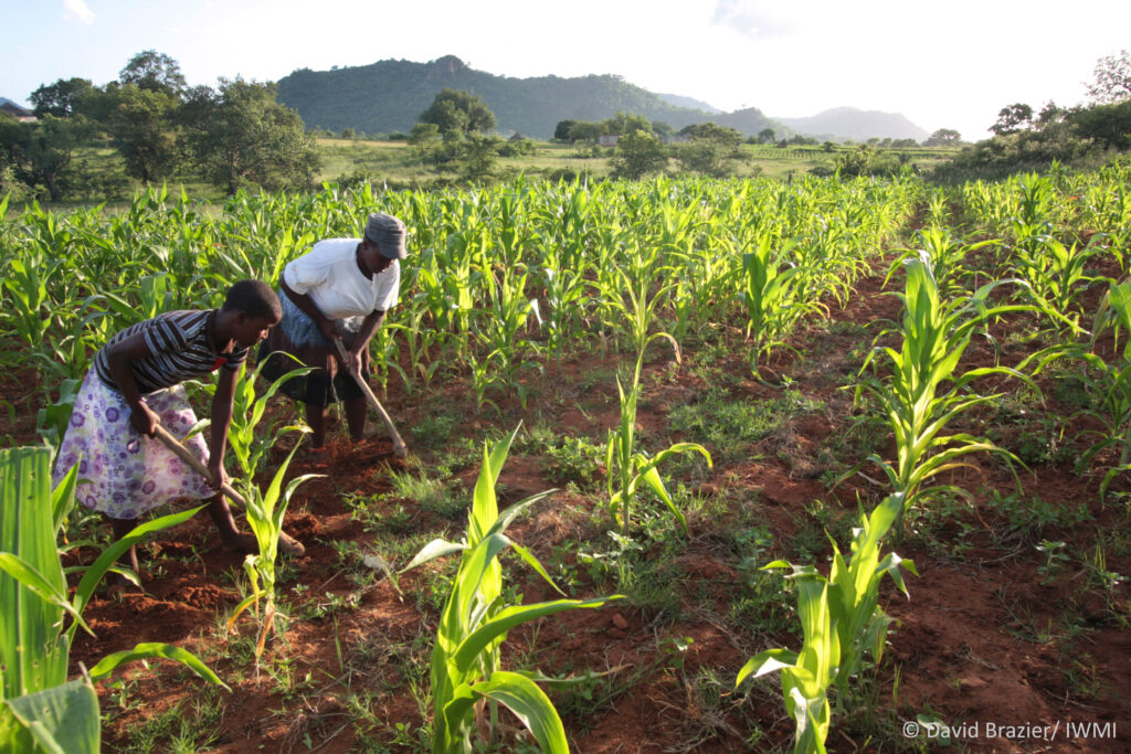 How Can The African Food System Reconcile Two Divergent Approaches? – MIR